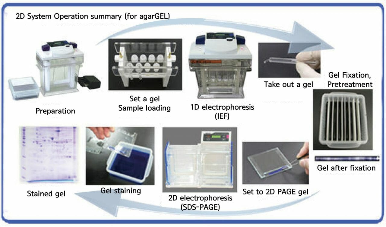 Principles and method of the 2-dimensional electrophoresis - (주)아토코리아