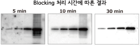 Western blotting (Blocking) - (주)아토코리아