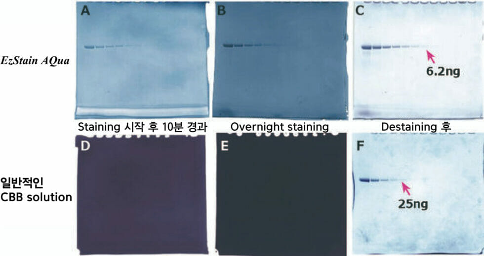 Protein electrophoresis gel staining - (주)아토코리아