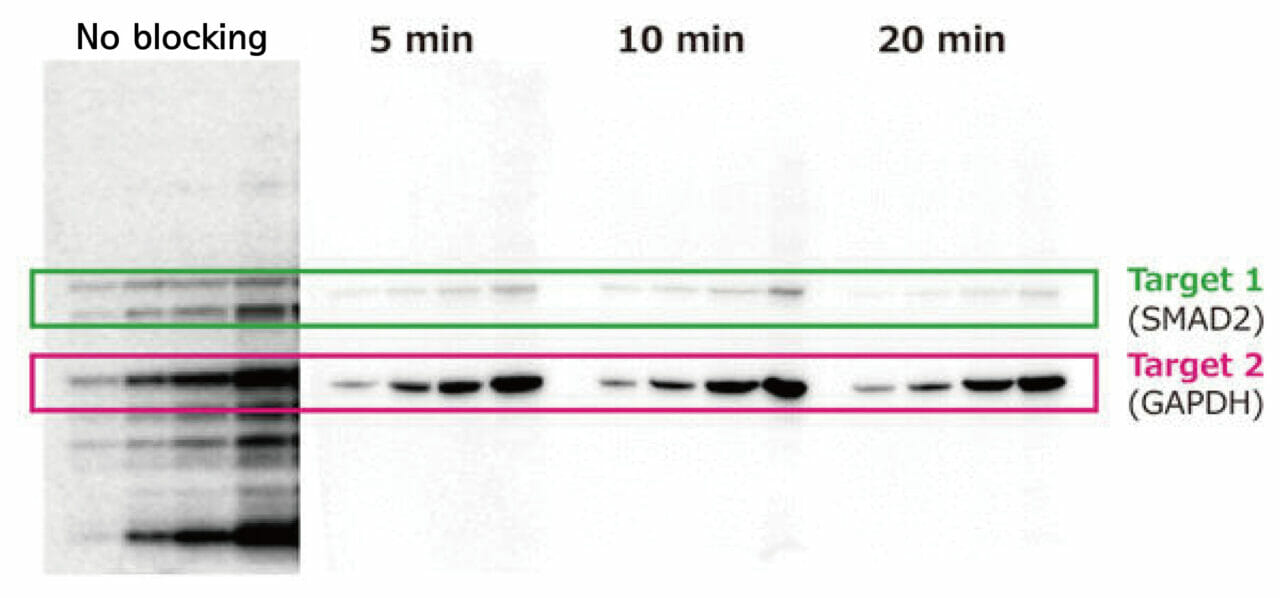 Western Blot Troubleshooting Guide - TotalLab