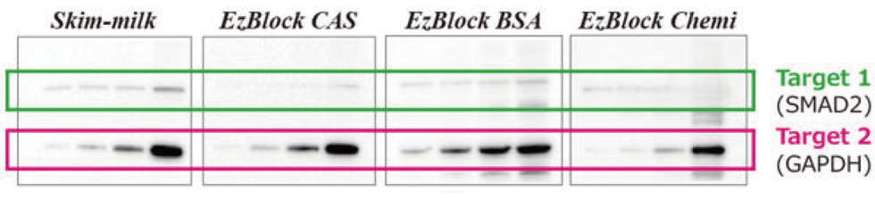 Western blotting (Blocking) - (주)아토코리아