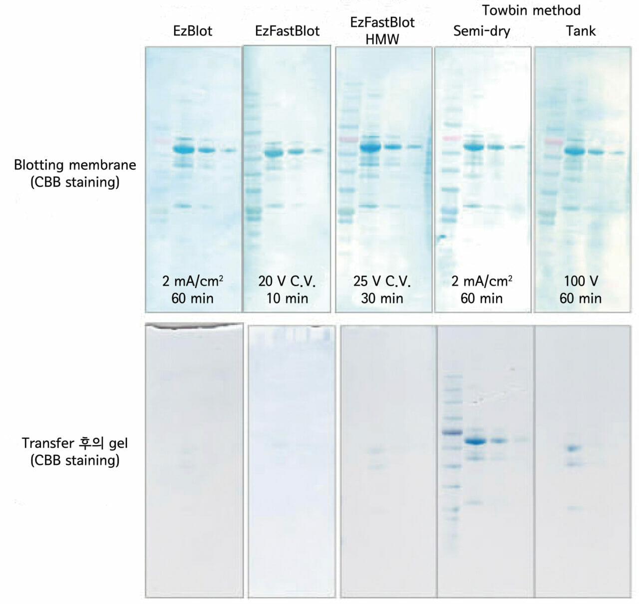 Western blotting (Transfer) - (주)아토코리아