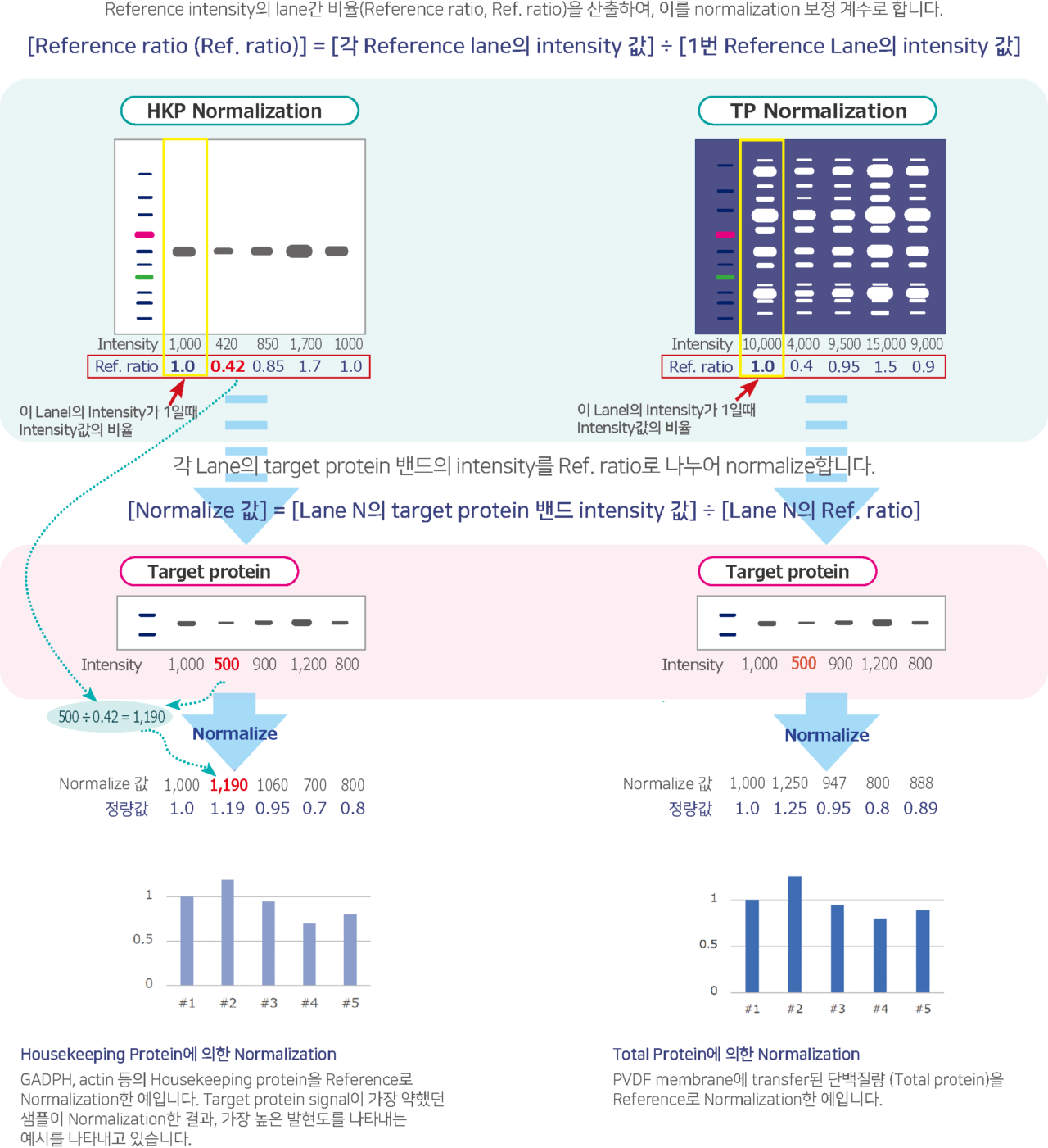 Normalization (Western blotting data) - (주)아토코리아