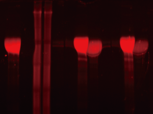WSE-6200 LuminoGraph II - (주)아토코리아