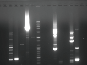 WSE-6200 LuminoGraph II - (주)아토코리아